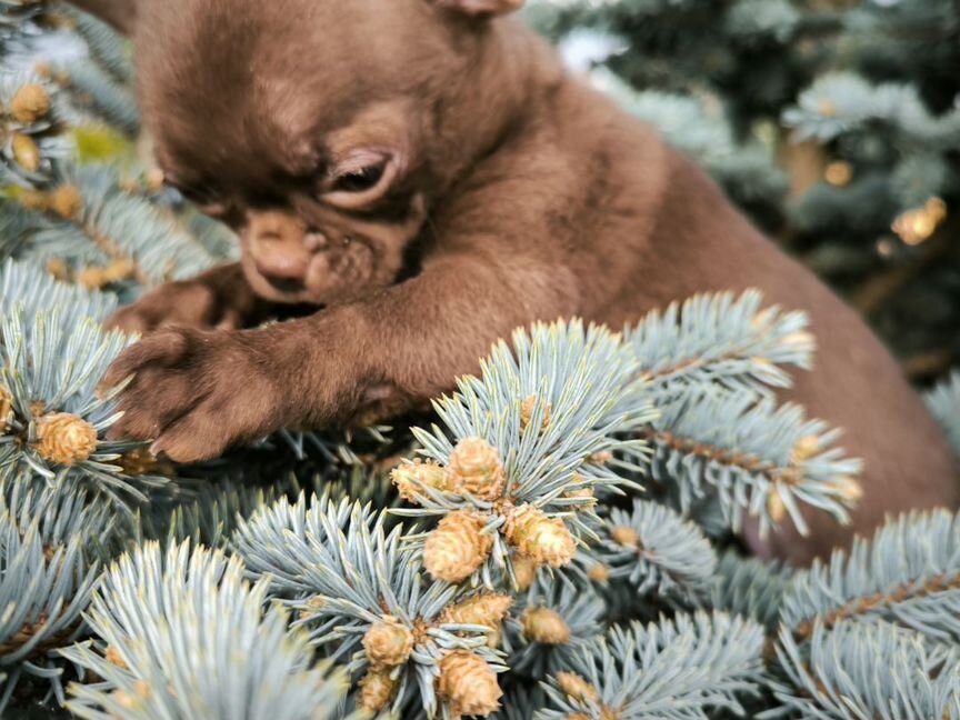 Собаки чихуахуа щенок