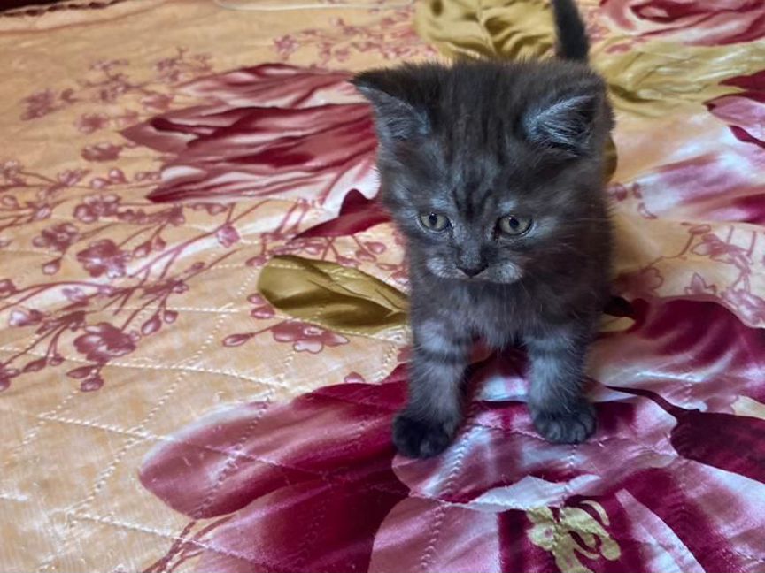 Котенок шотландский