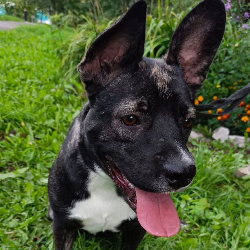 Взрослый пёс в добрые руки