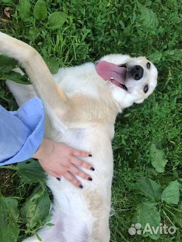 Щенок 11 месяцев