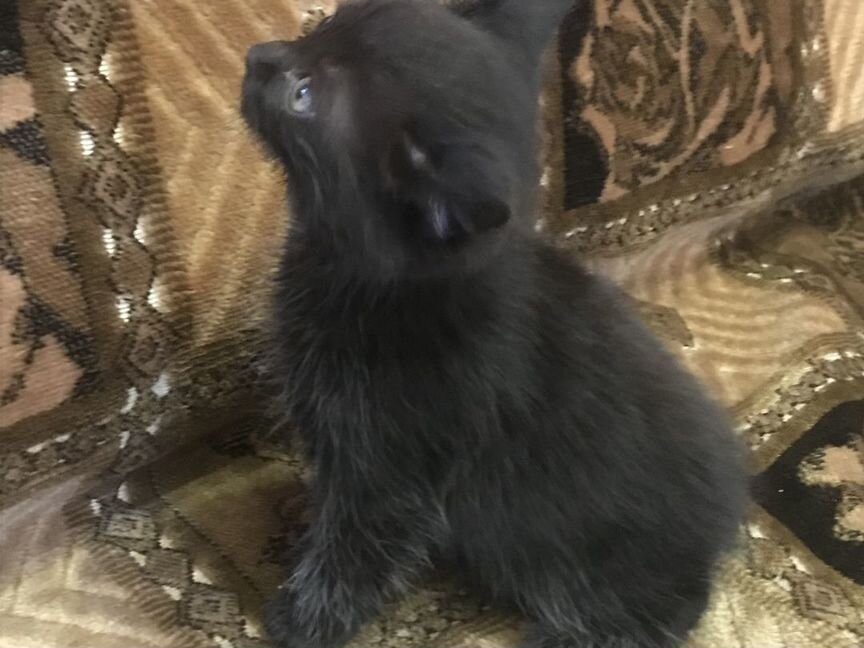 Котёнок