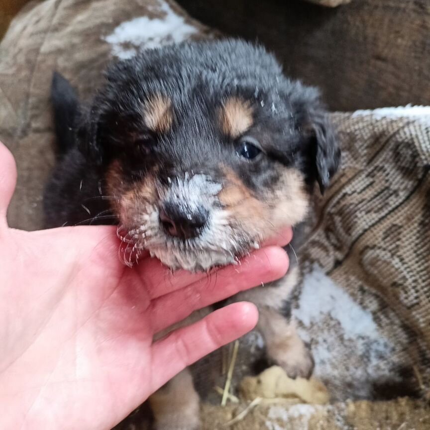 Щенок 1 месяц