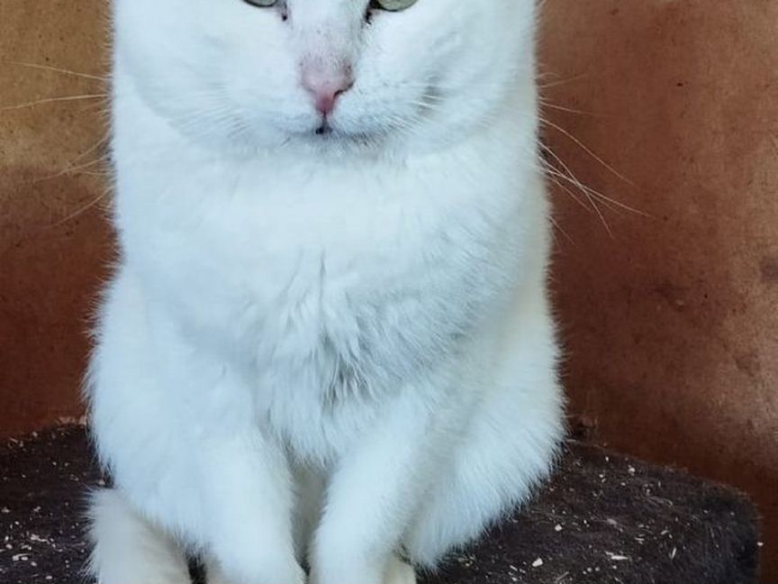 Котик Сахарок ждёт свою семью