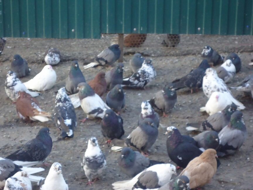 Продажа голубей