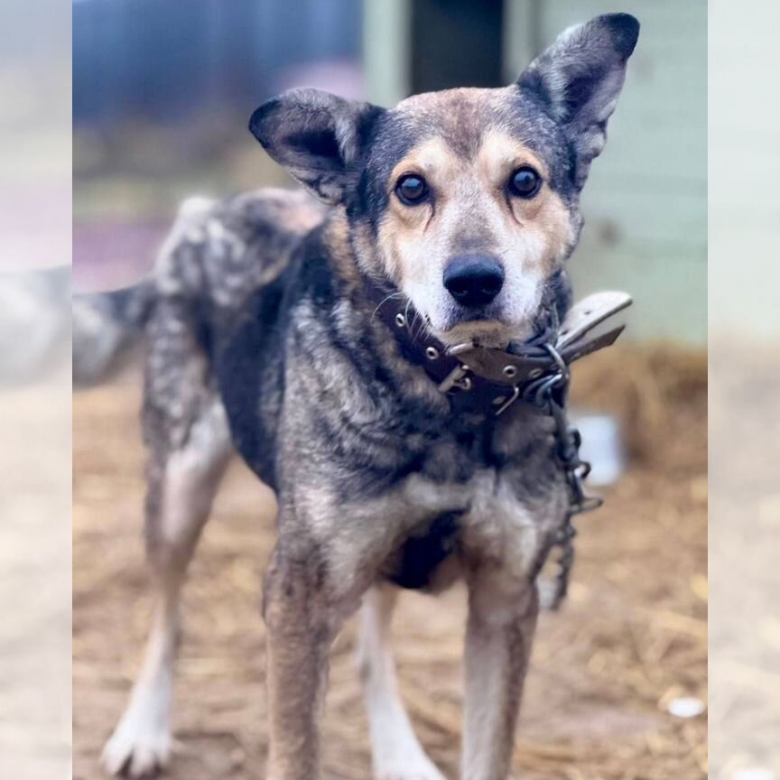 Взрослая собака в добрые руки