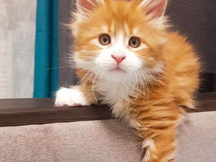 Мейн-кунятки котятки