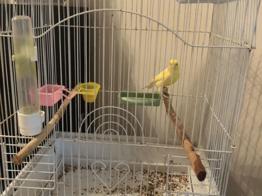 Канарейка мальчик