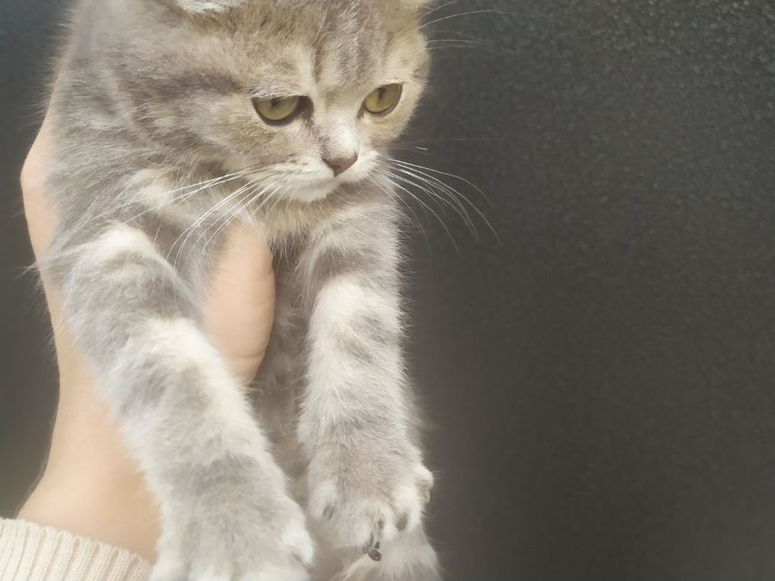 Котята от чистокровной британки в добрые руки