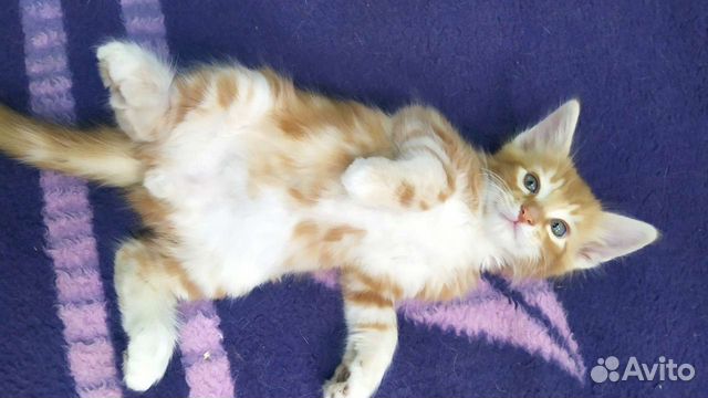 Котенок рыжий