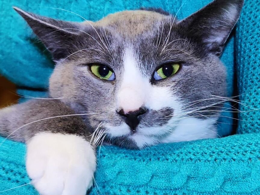 Зеленоглазый серебристый котенок Том