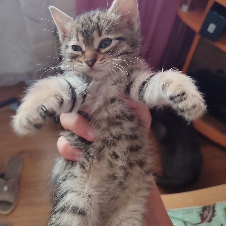Котенок