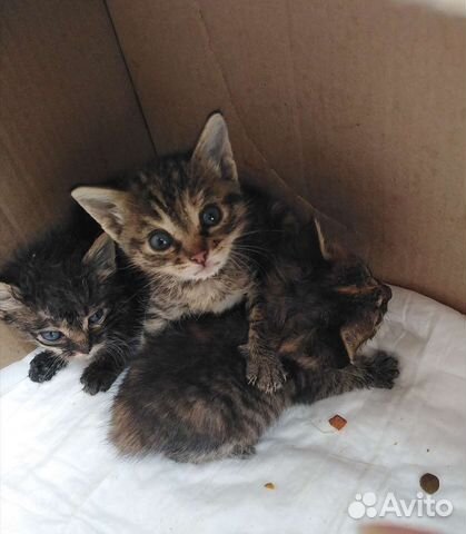 Котята- подкидыши