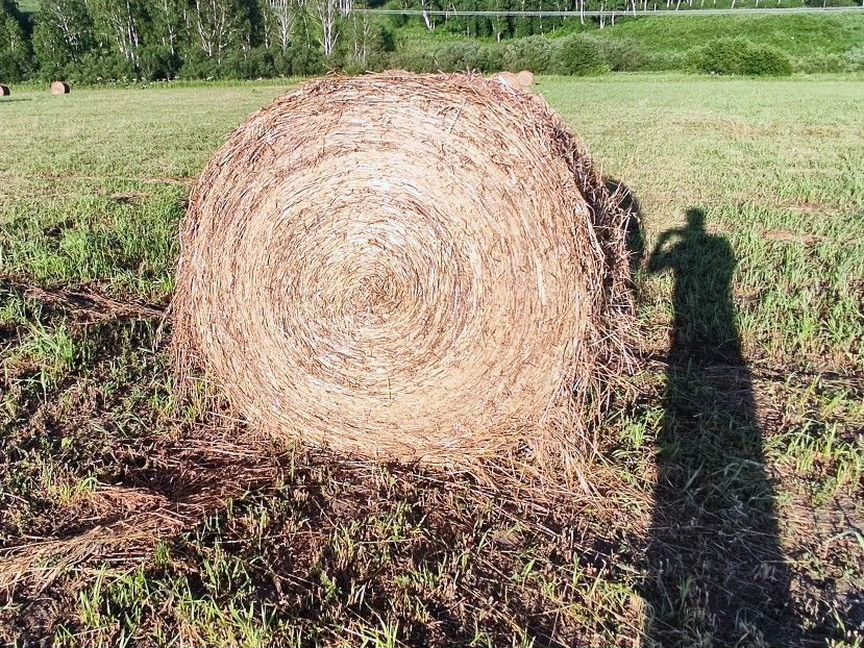 Сено в рулонах