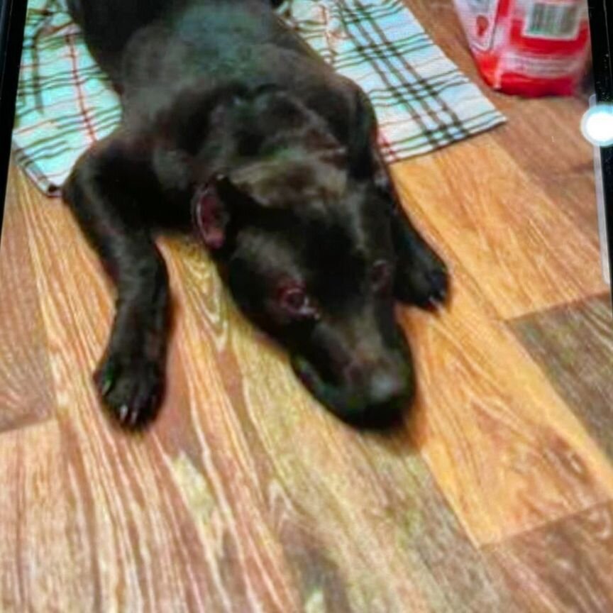 Милый мальчик ищет хозяина