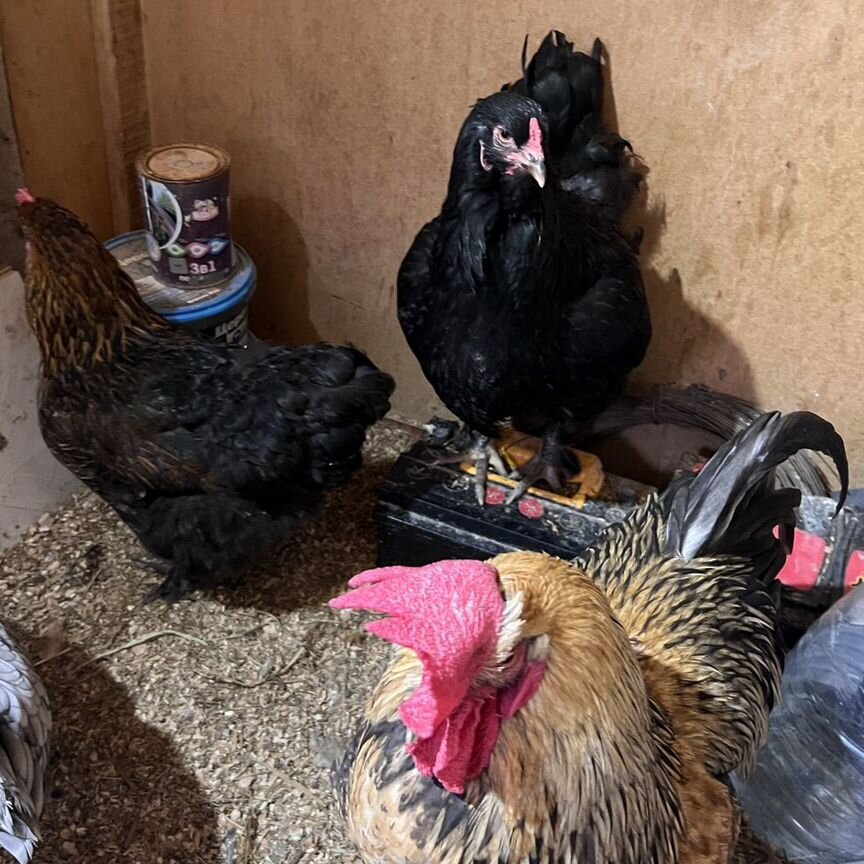 Курицы несушки доминанты