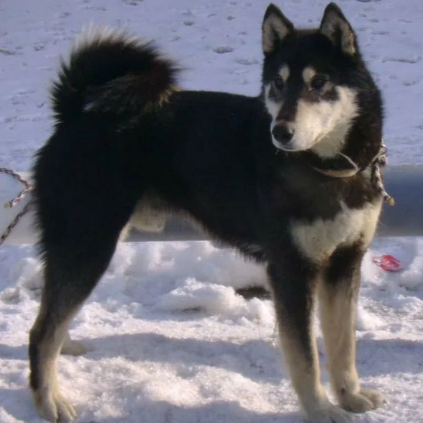 Рабочая Западно сибирская лайка для охоты