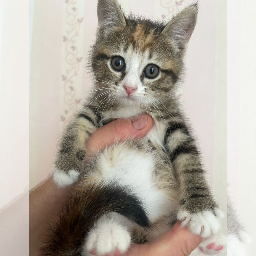 Европейский короткошёрстный котёнок