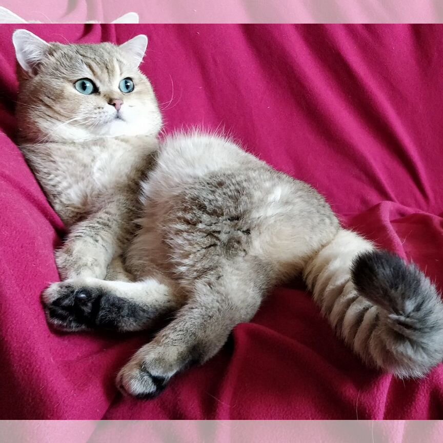 Британский длинношёрстный кот, взрослый