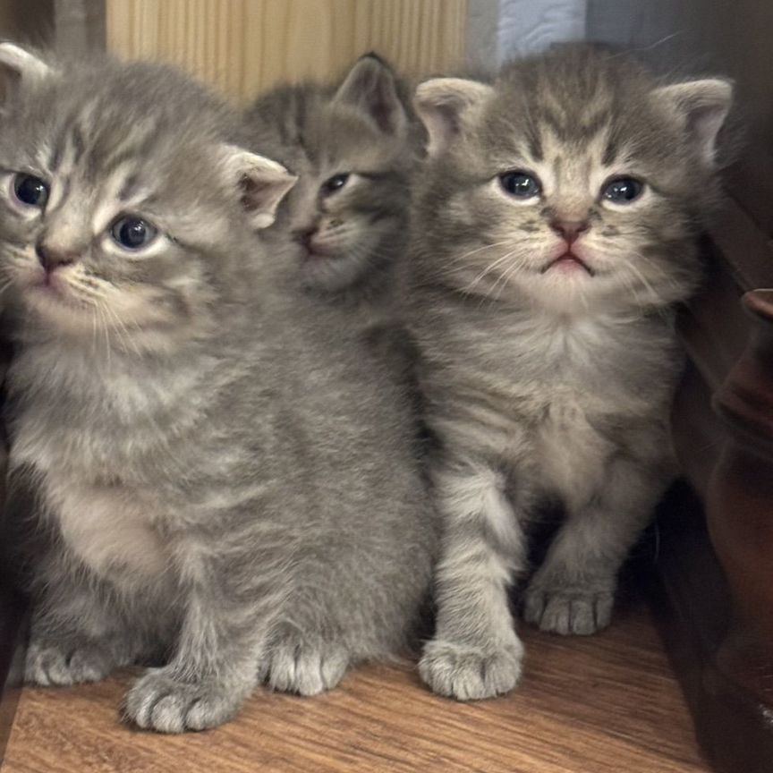 Шотландские вислоухие котята