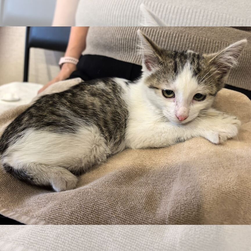 Котенок в добрые руки