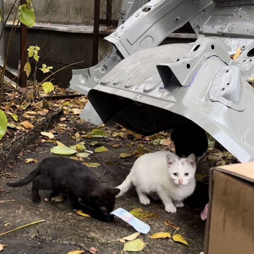 Маленькие котята в добрые руки