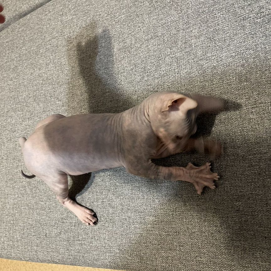 Котята сфинкс