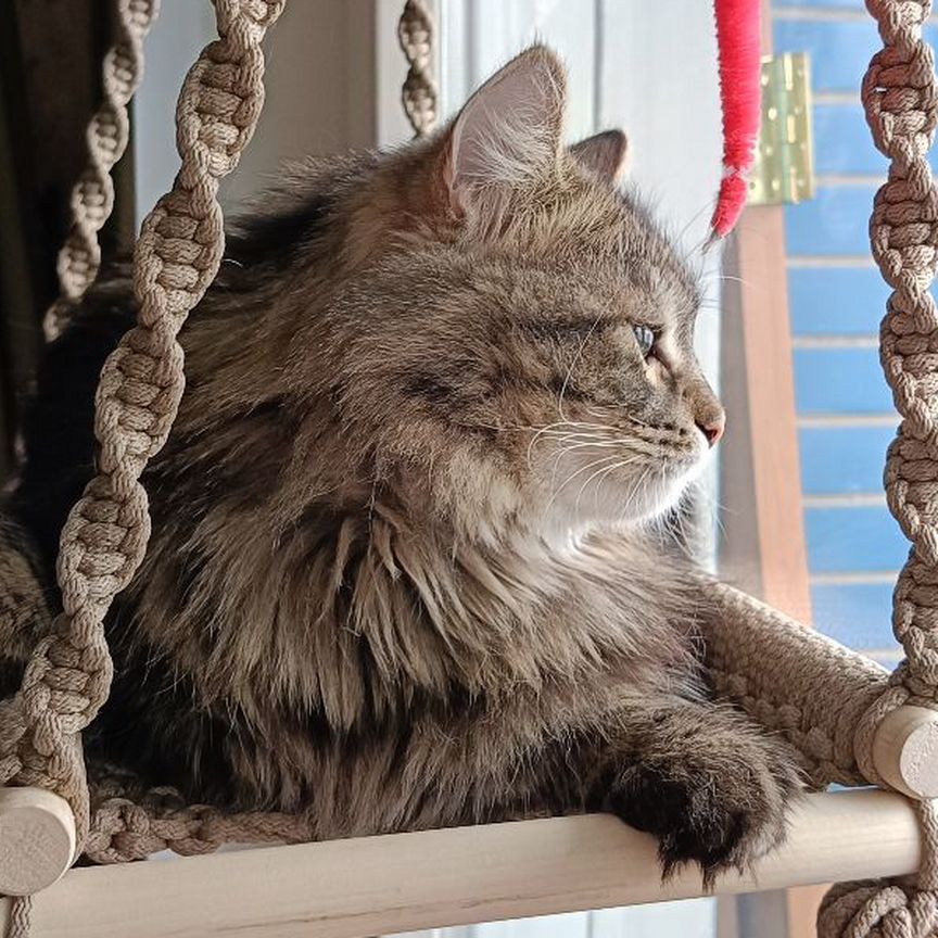 Гамак для кота/кошек в технике макраме