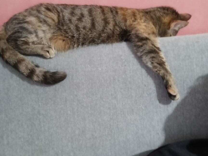 Кошка картошка