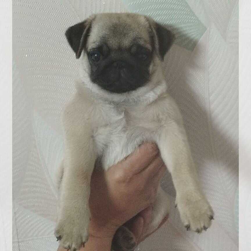 Мопс, щенок