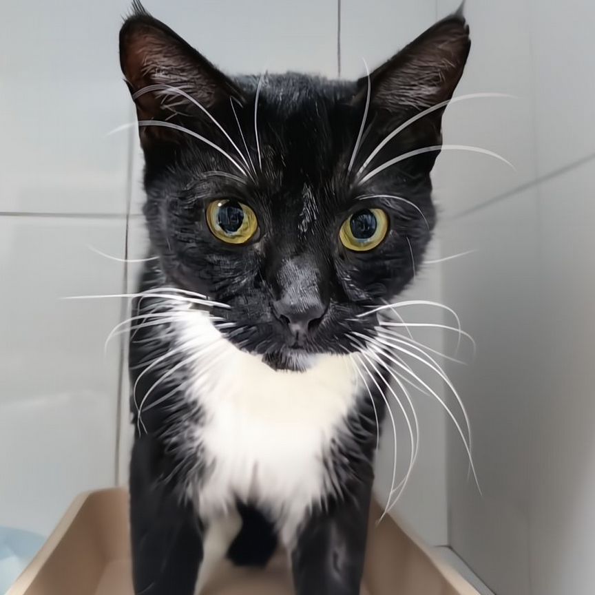 Взрослая кошка в добрые руки