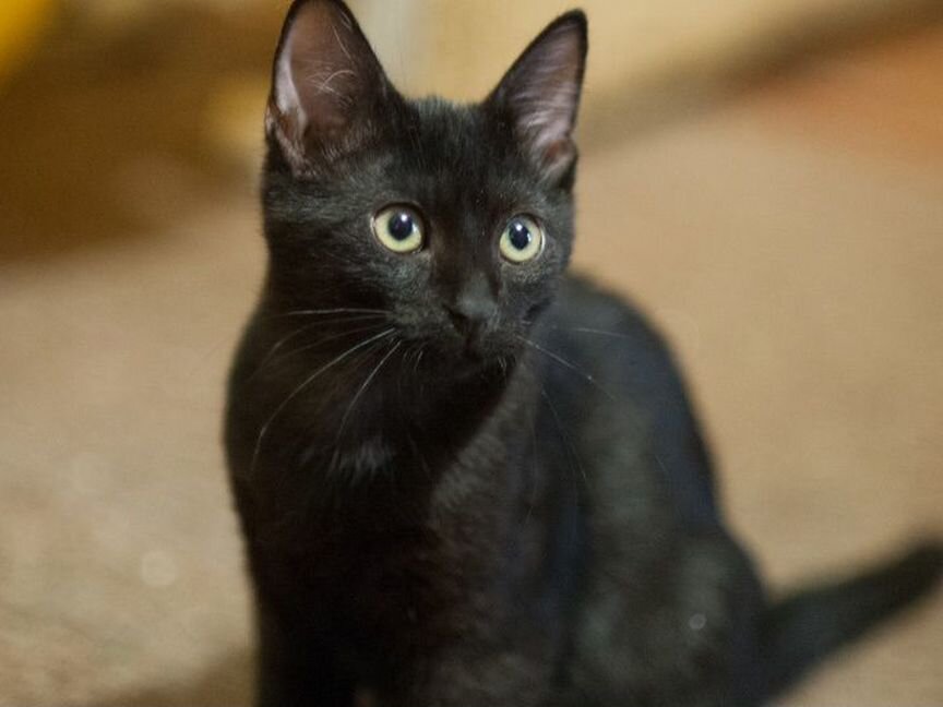 Изюминка ищет дом