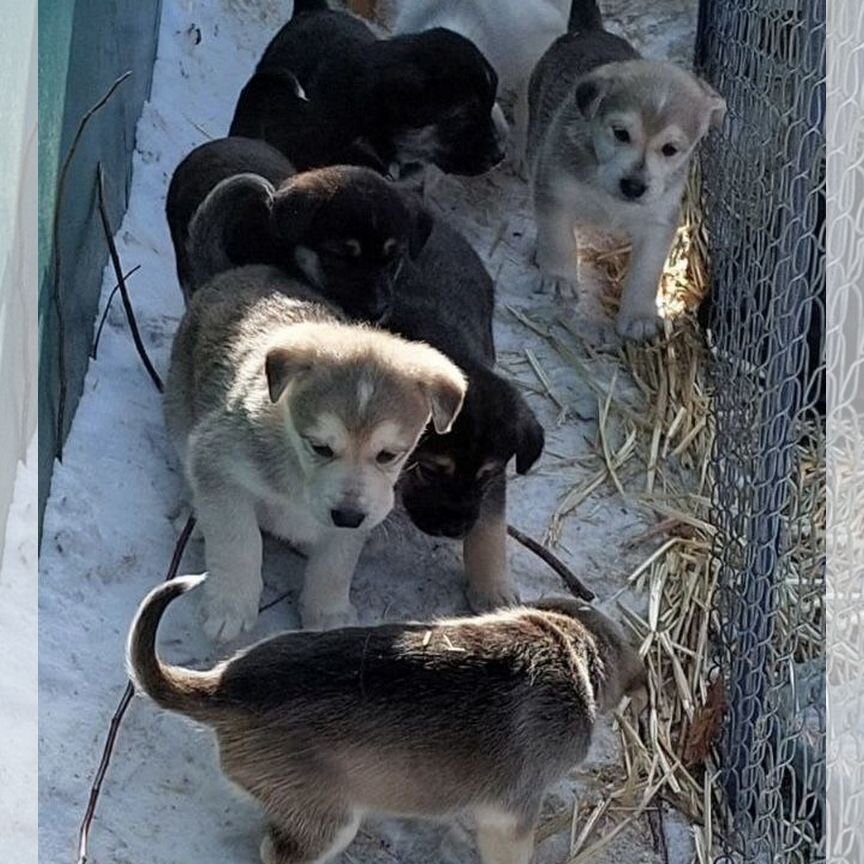 Щенок в добрые руки