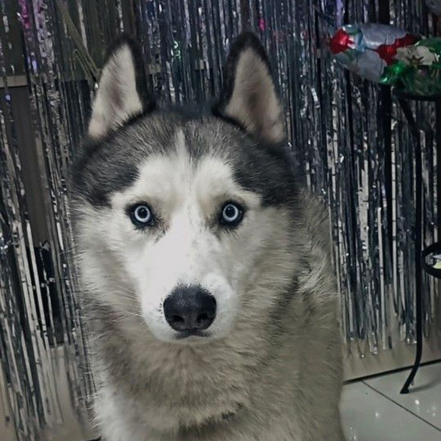 Хаски Айсон ищет семью