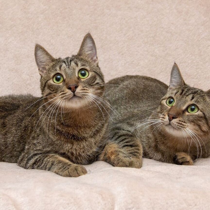 Взрослый кот в добрые руки