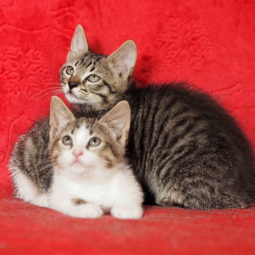 Котята Лило и Стич