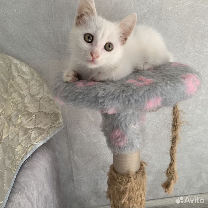 Котька ищет дом