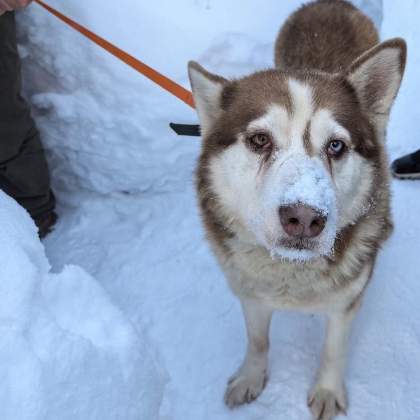 Сибирский хаски, взрослый пёс
