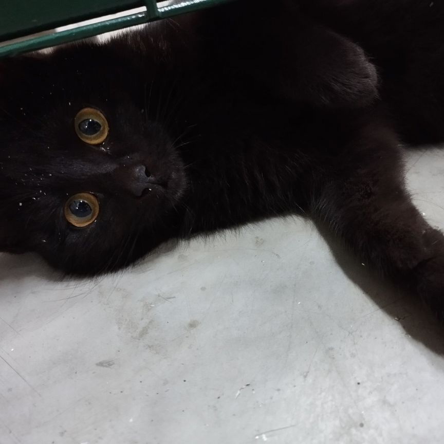 Котёнок 5 месяцев