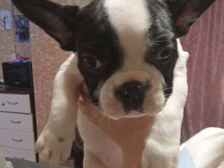 Французский бульдог