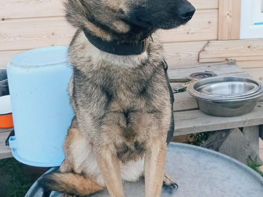 Малышка Лея в добрые руки