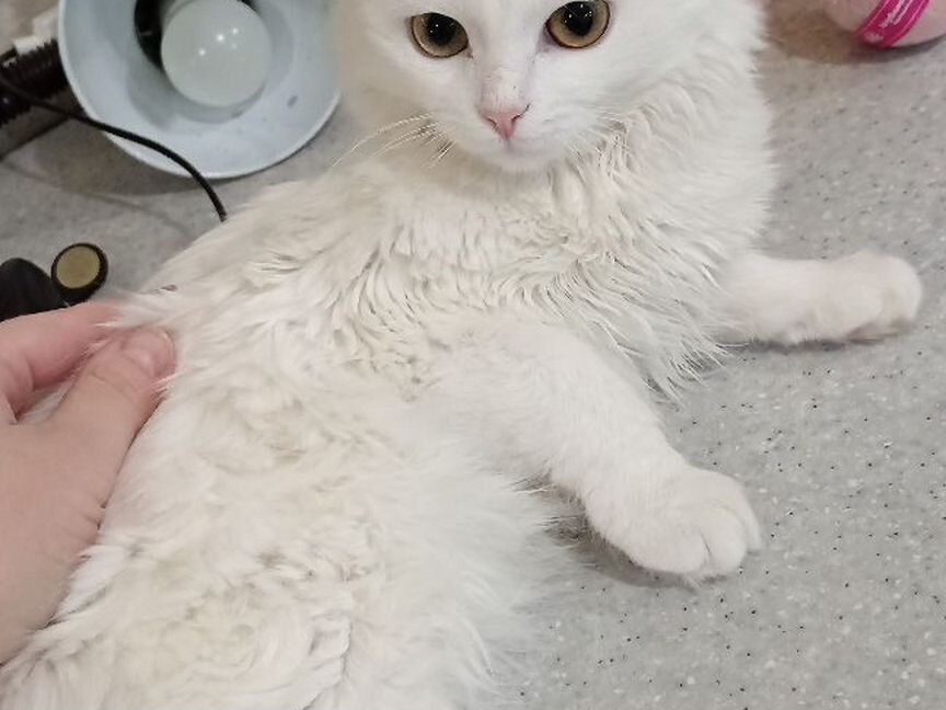 Кошечка в самые добрые руки