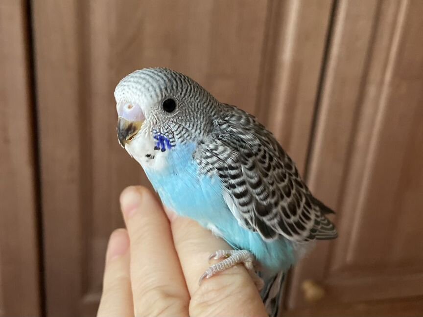 Птенец волнистого попугая