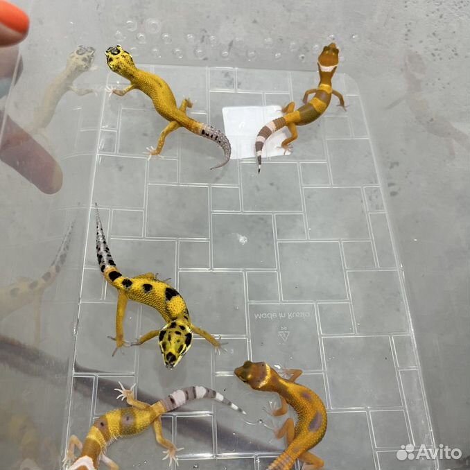 Эублефары ярких морф 2023