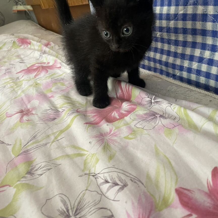 Продаю вислоухих котят