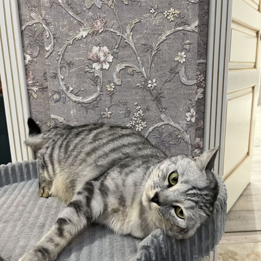 Котик Грэй 1,5 года