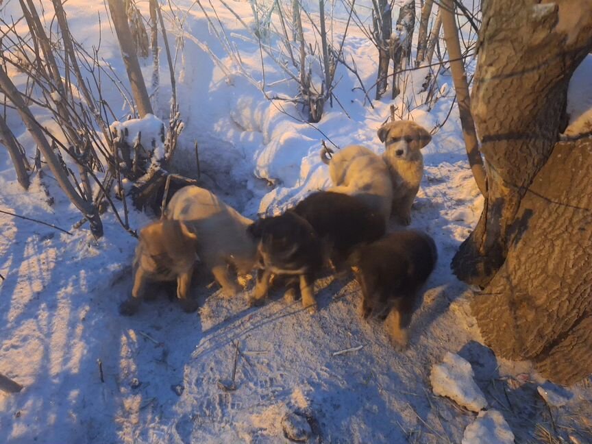 Щеночки в опасности Помогите пожалуйста