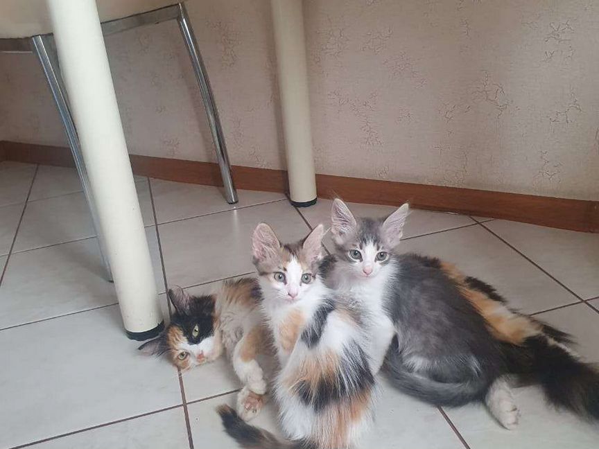 Кошка в дар