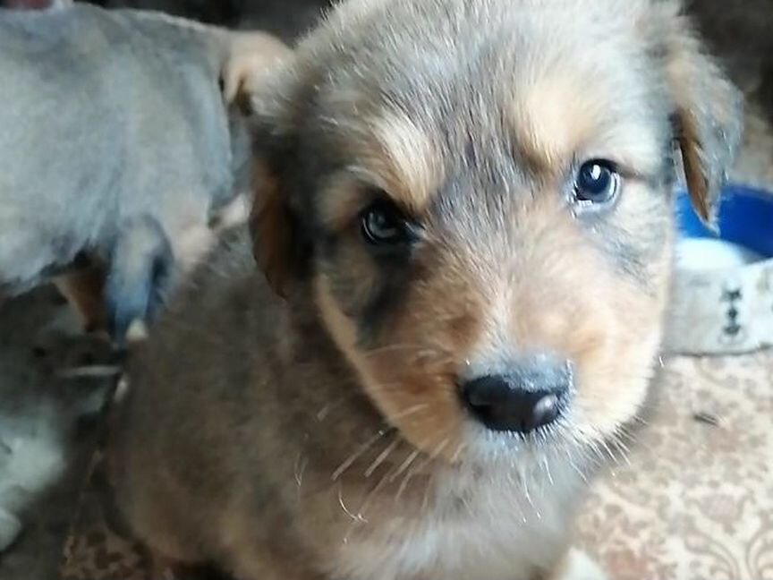 Щенки в добрые руки