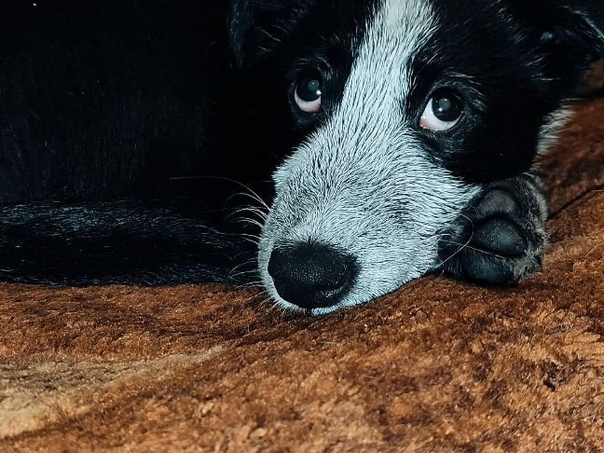 Щенок, девочка около 3-ех месяцев, в добрые руки