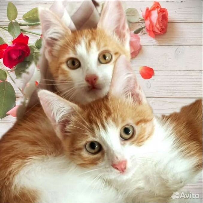 Котята в добрые руки - Двое из ларца)